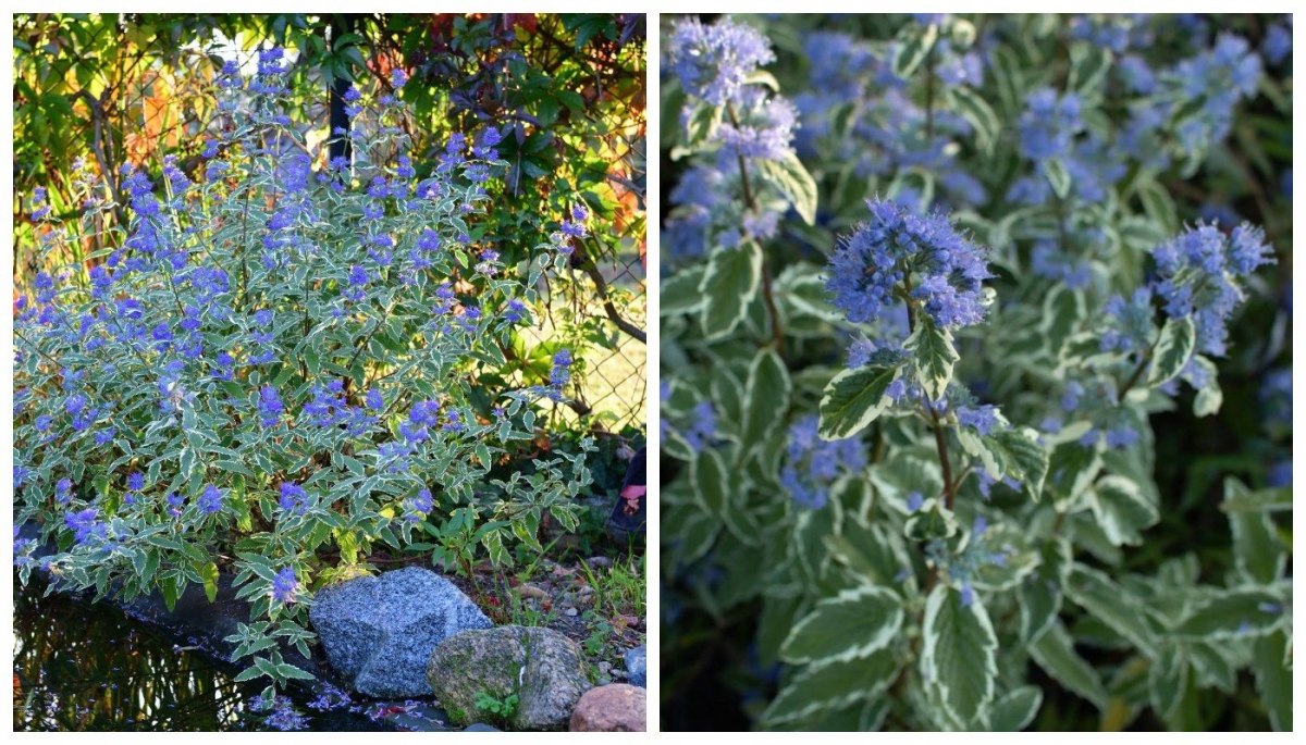 Barbula klandońska White Surprise Miododajna doniczka 0,5L